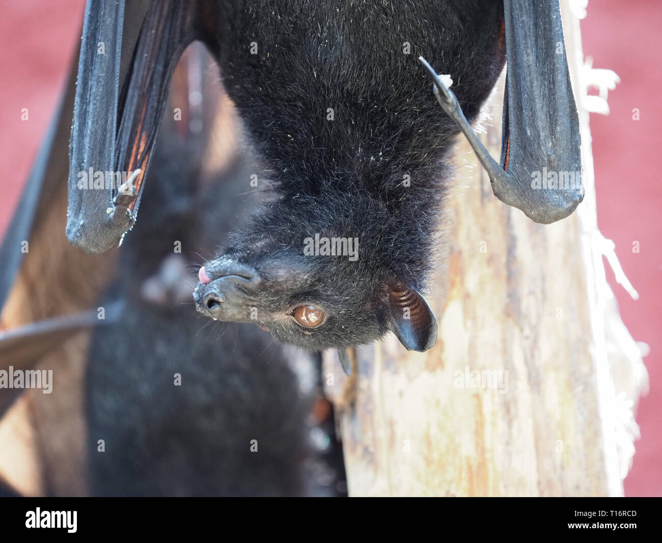 Close up of a flying fox Stock Photo - Alamy