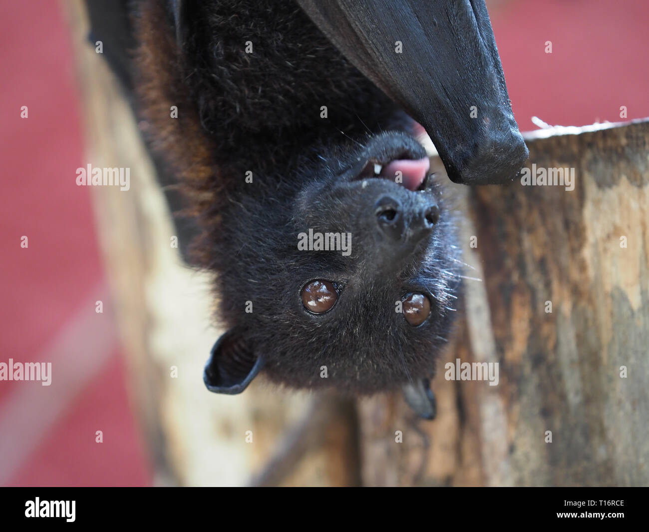Close up of a flying fox Stock Photo - Alamy