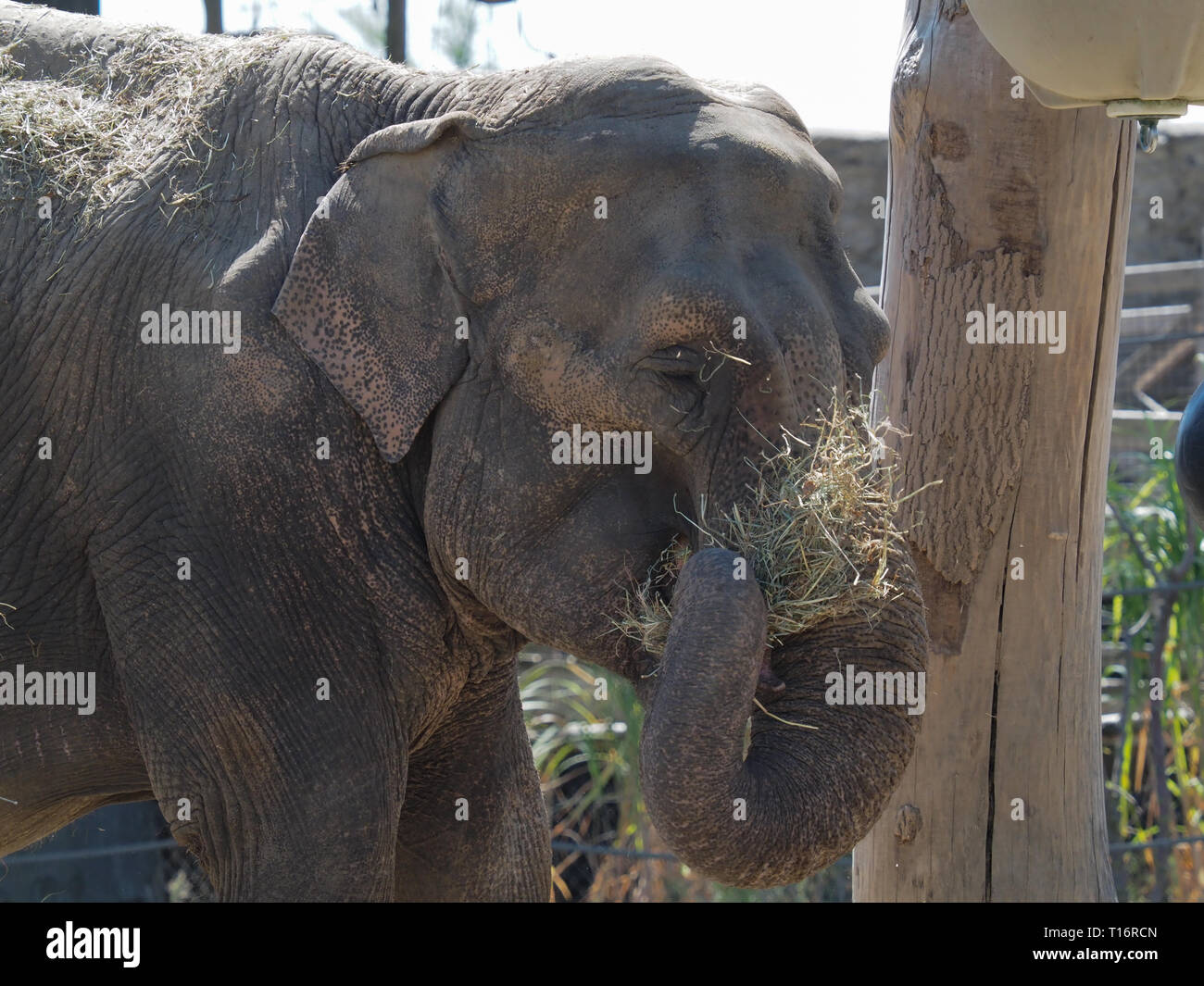 Straw trunk hi-res stock photography and images - Alamy