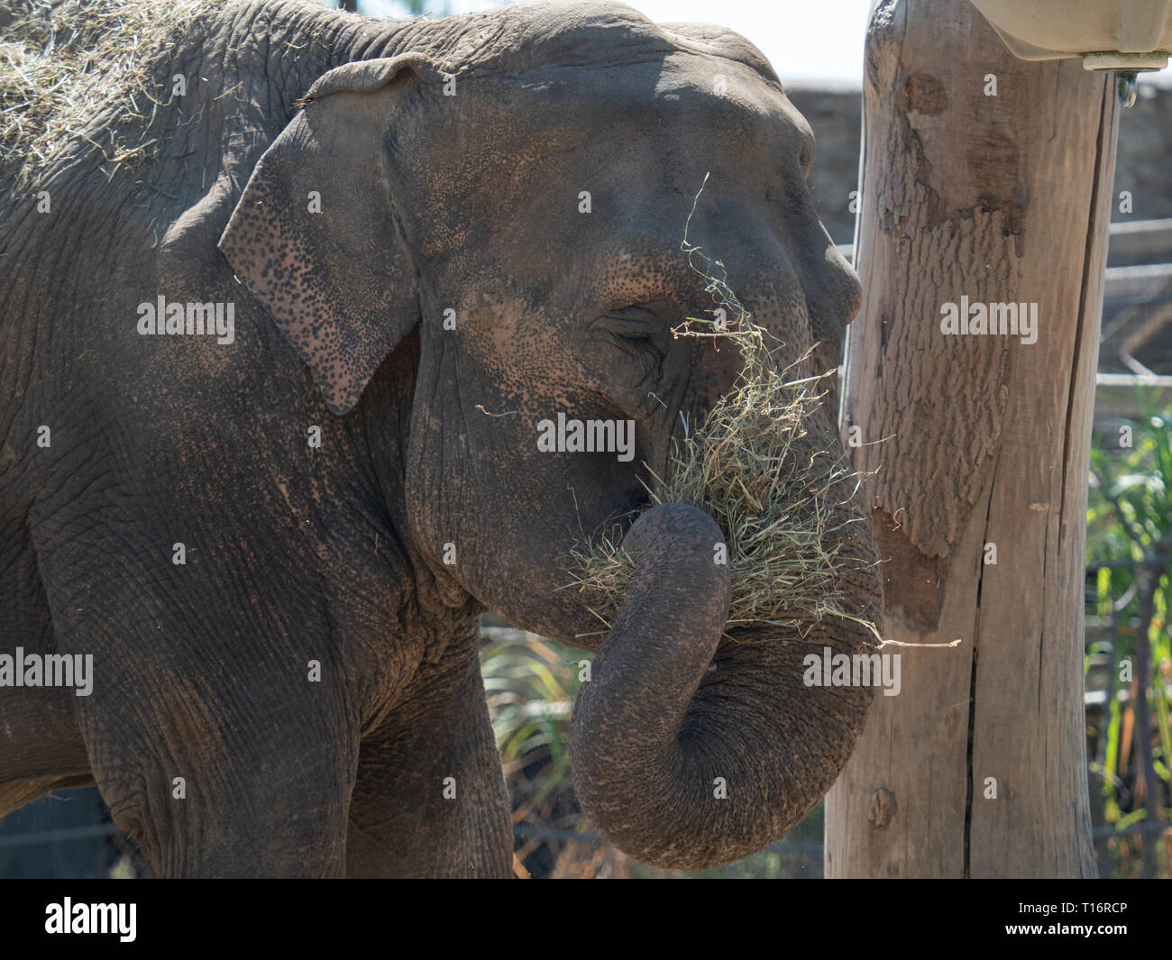 Asian elephant eating straw hi-res stock photography and images - Alamy