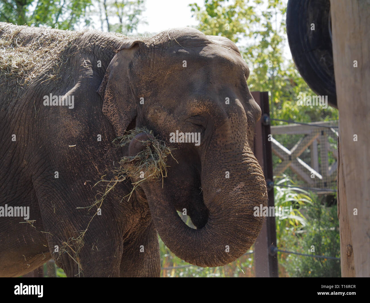 Shot of an Indian elephant eating straw Stock Photo - Alamy