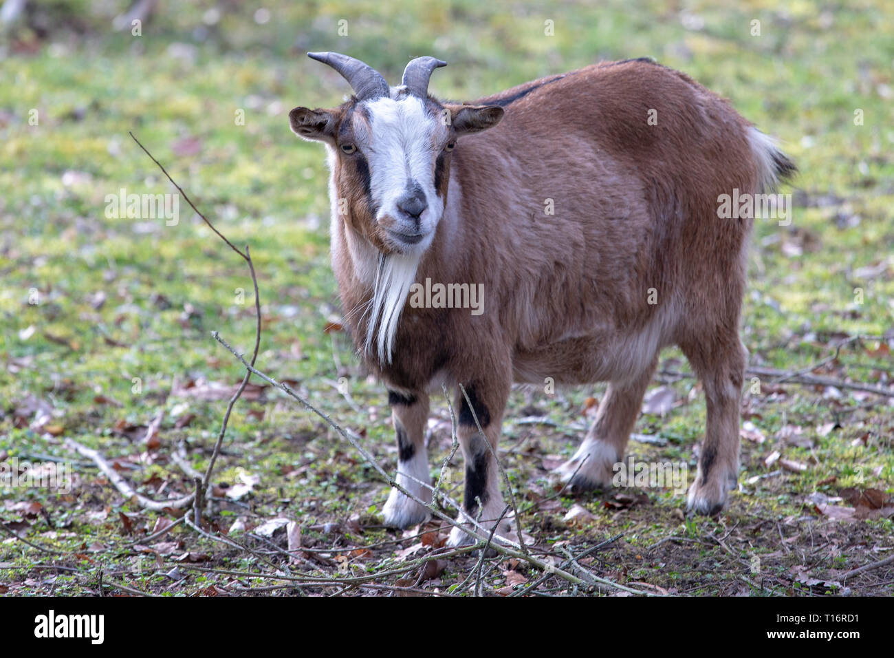 Brown cameroon dwarf goat standing on the sand Stock Photo - Alamy
