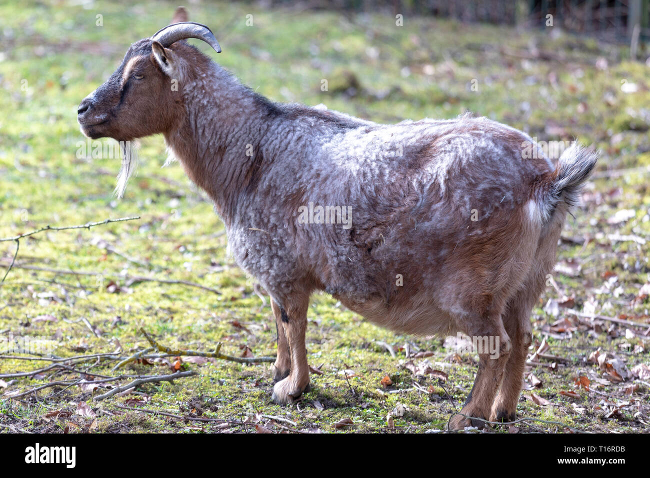 Brown cameroon dwarf goat standing on the sand. Side view Stock Photo ...