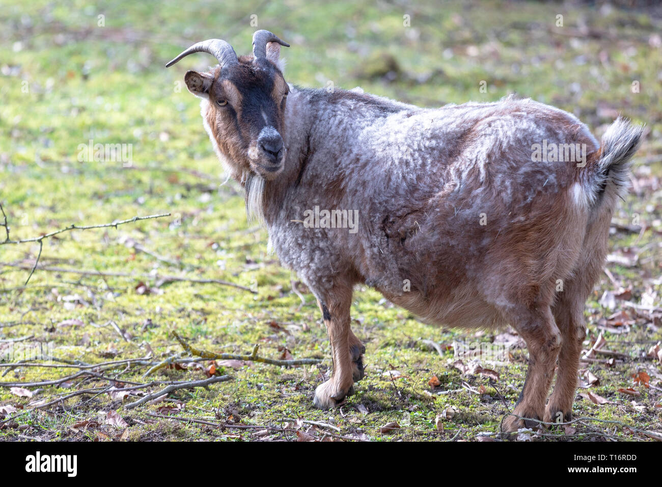 Brown cameroon dwarf goat standing on the sand. Side view Stock Photo ...