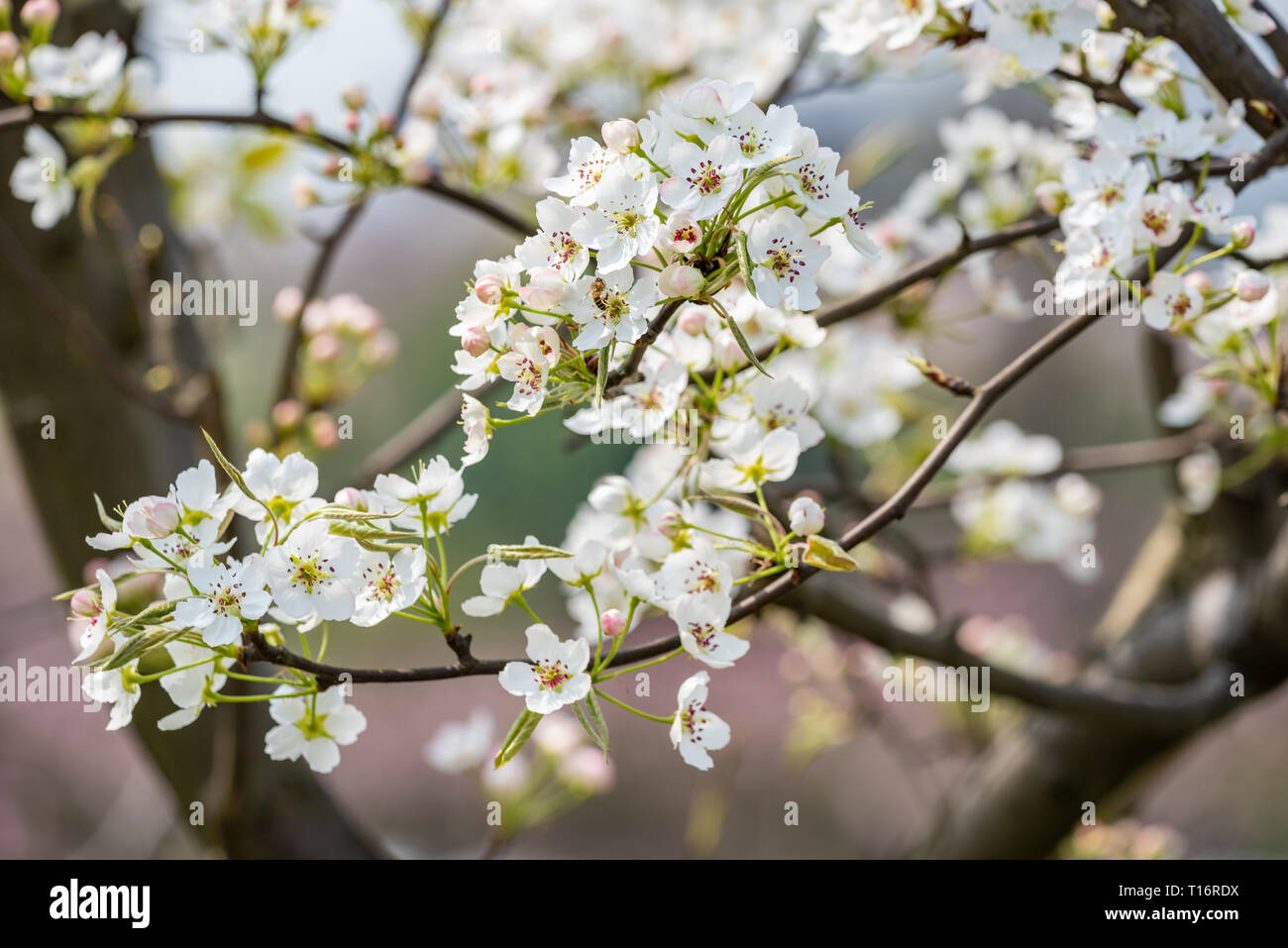 Pear blossom tree flowers close-up in spring in LongQuanYi mountains ...