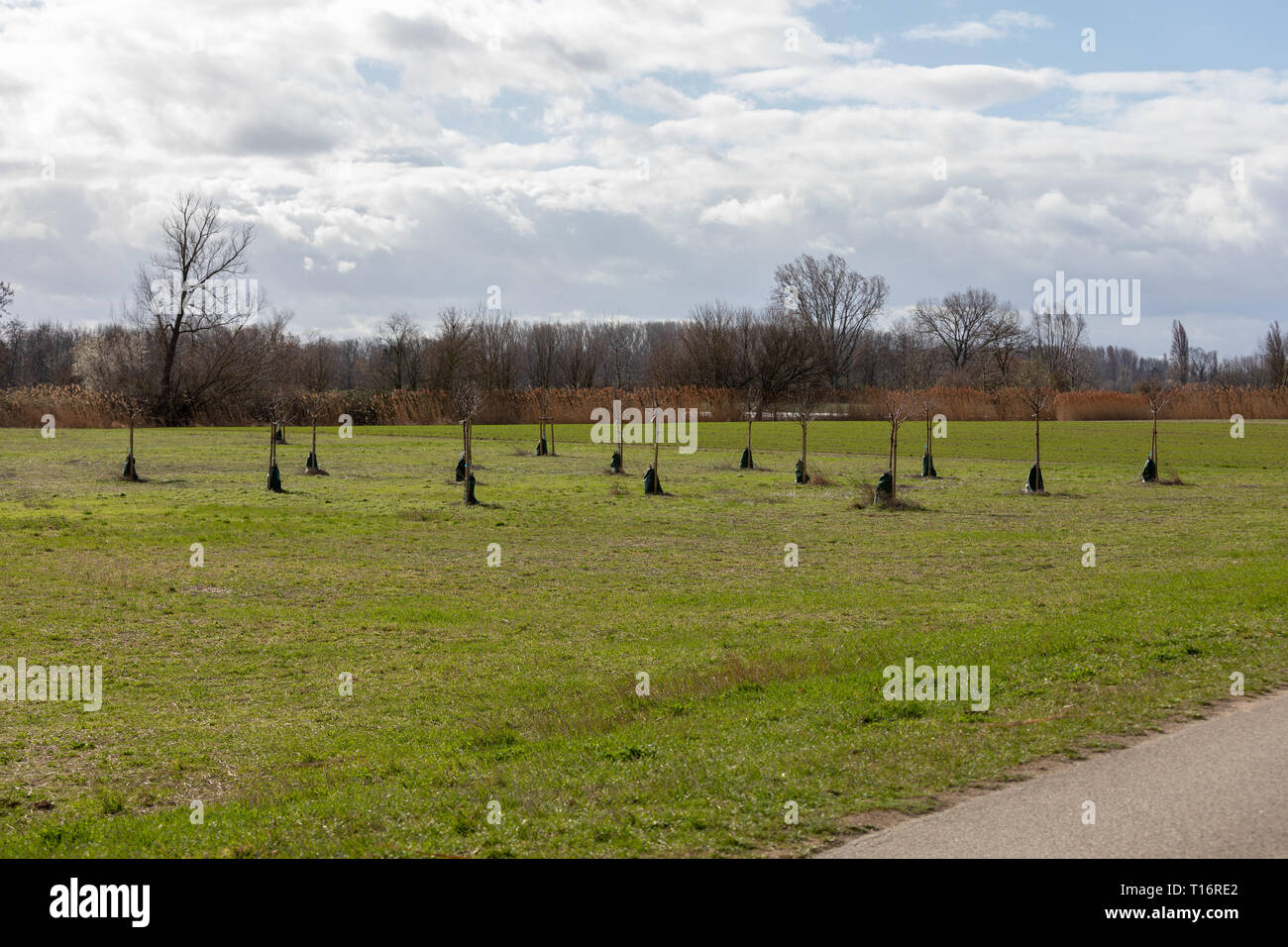 Many young trees grow in the forest park in Frankenthal Germany Stock ...