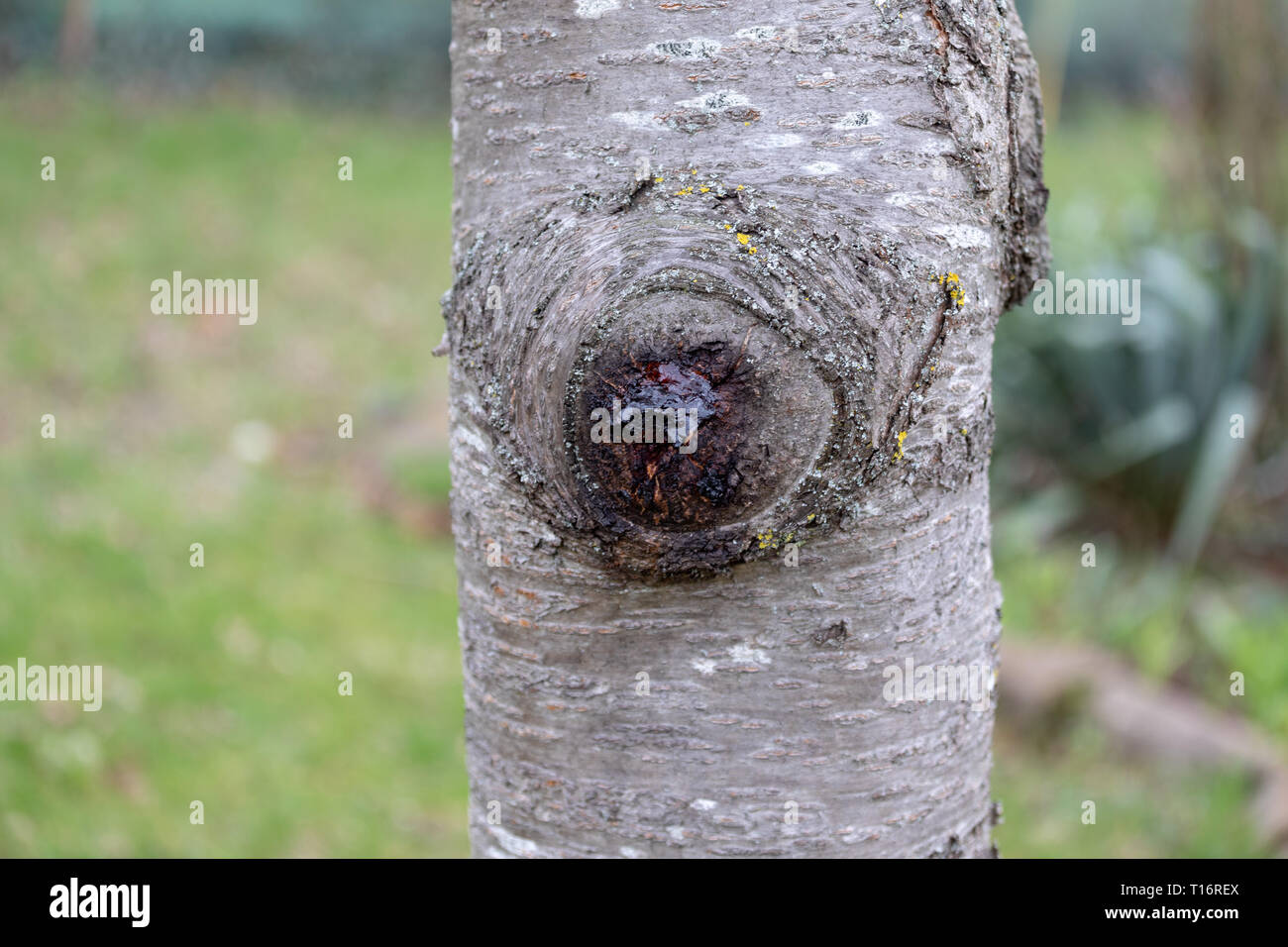 Golden tree sap hi-res stock photography and images - Alamy