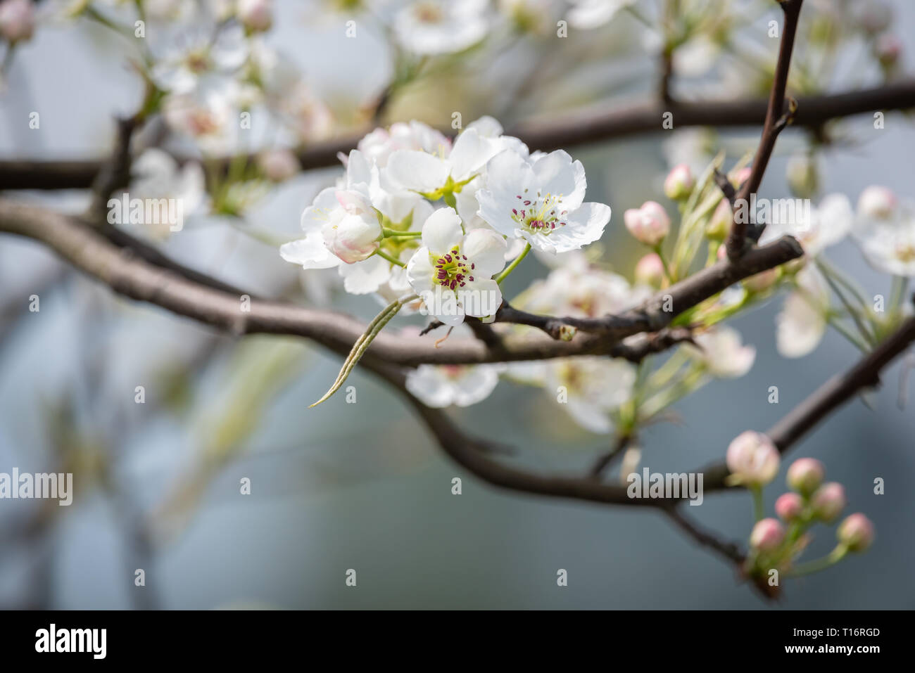 Asian pear tree flowers hi-res stock photography and images - Alamy