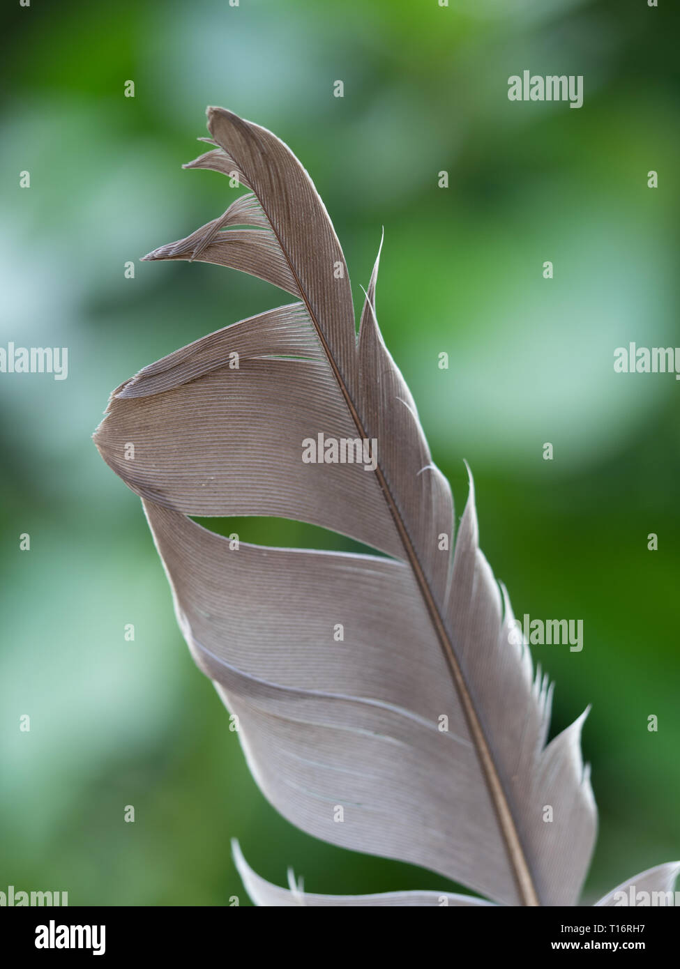 Macro image of a feather with a faded green background Stock Photo - Alamy