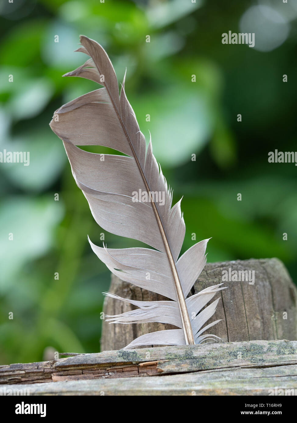 Image of a feather with a faded green background Stock Photo - Alamy
