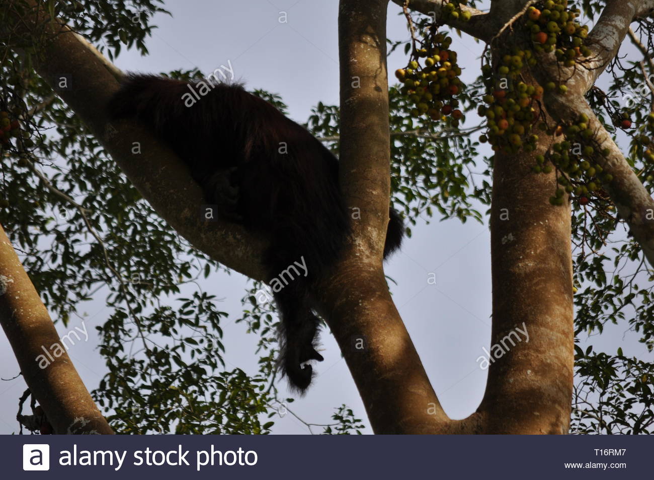 Borneo Deforestation Orangutan Stock Photos & Borneo Deforestation ...