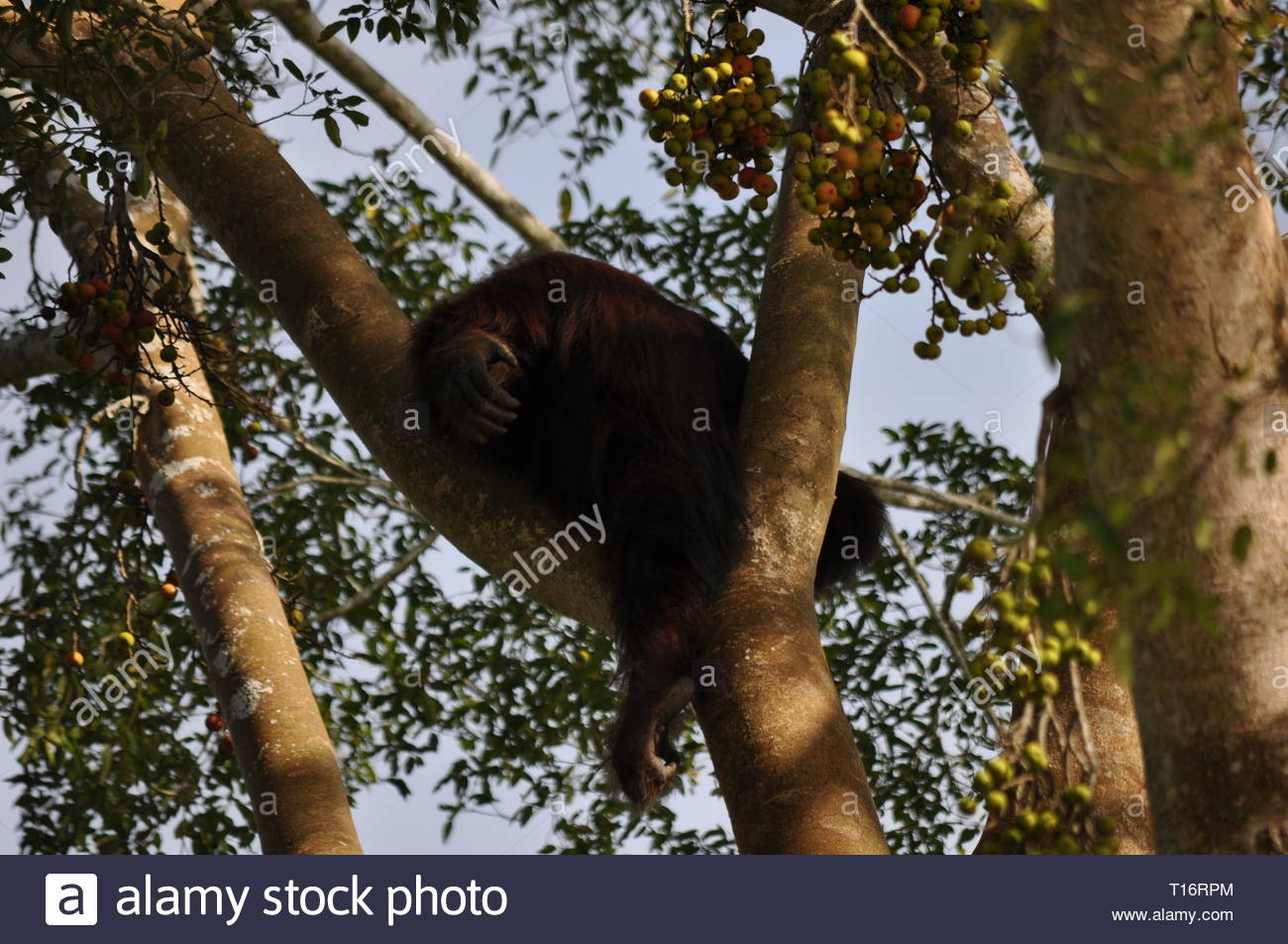 Borneo Deforestation Orangutan Stock Photos & Borneo Deforestation ...