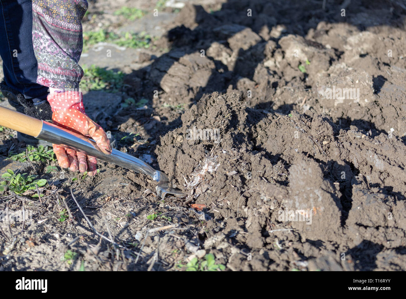 Gardening preparing soil by digging over with a garden spade Stock ...