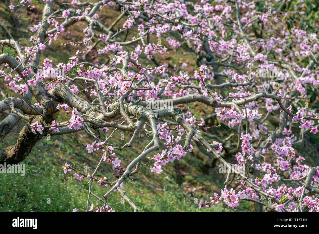 Peach Blossom China High Resolution Stock Photography and Images - Alamy
