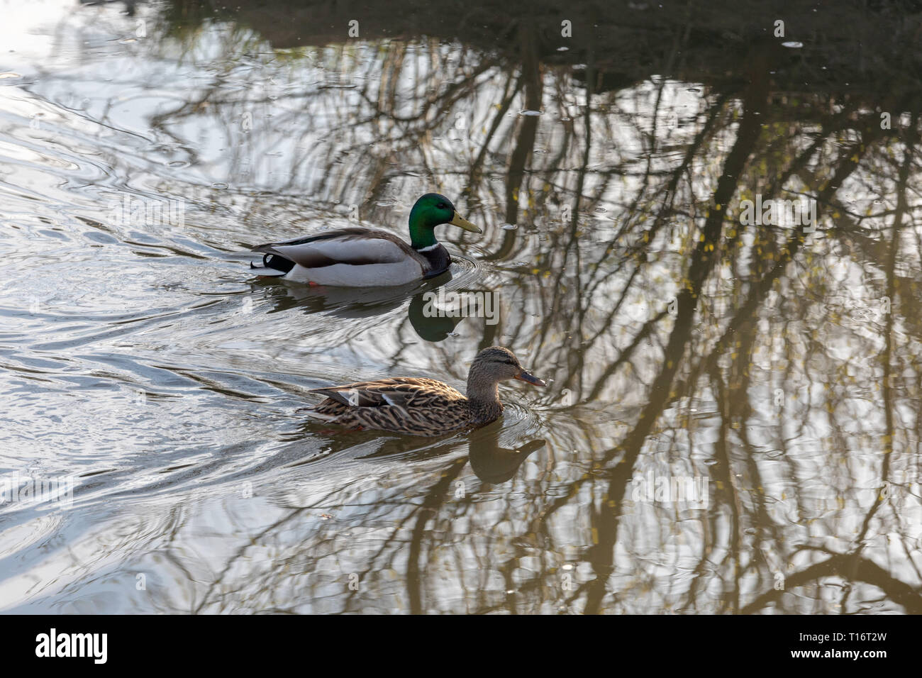 Mallard wife and husband hi-res stock photography and images - Alamy