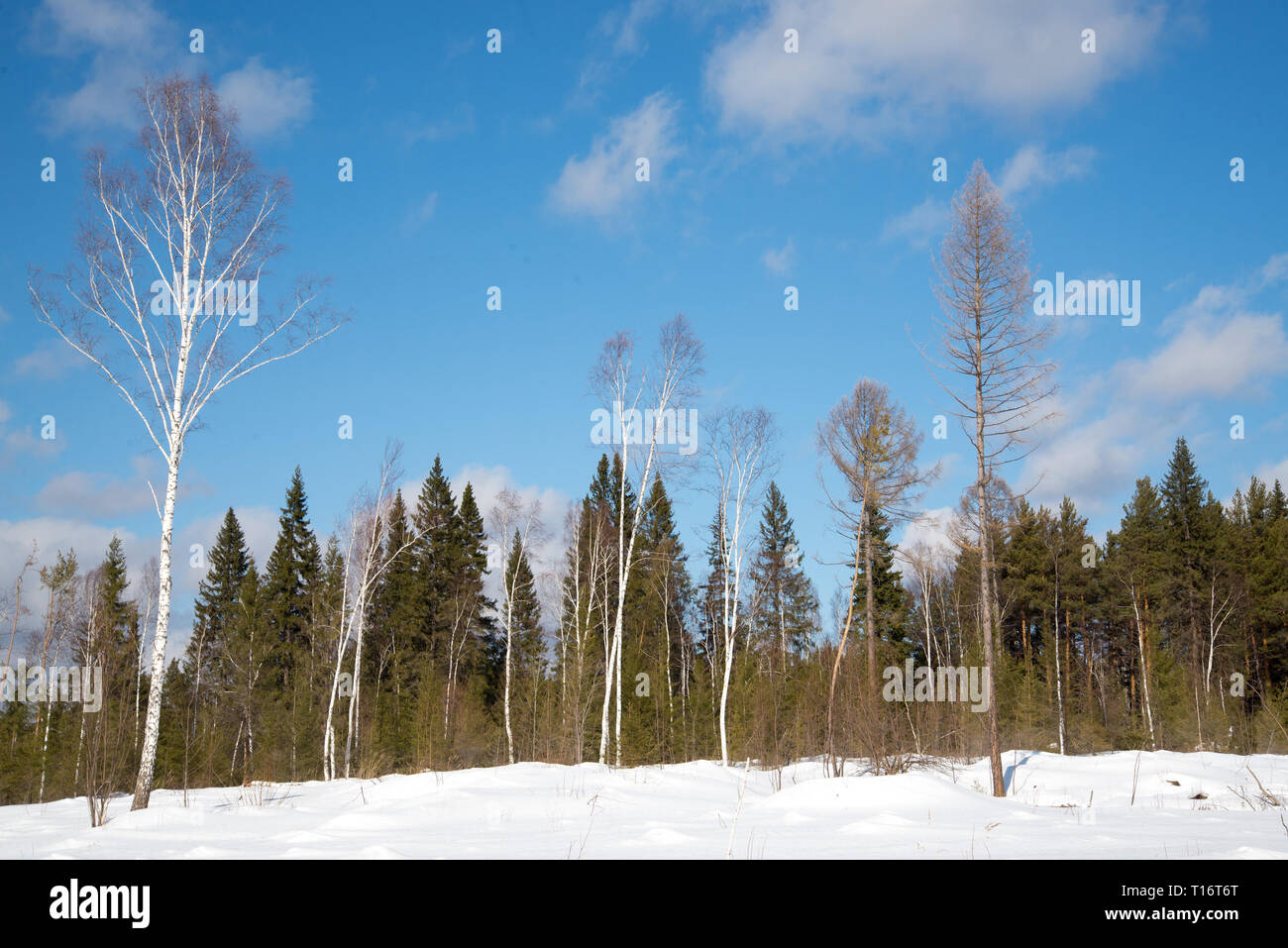 A tree in the middle of a forest glade. Blue sky with clouds Stock ...