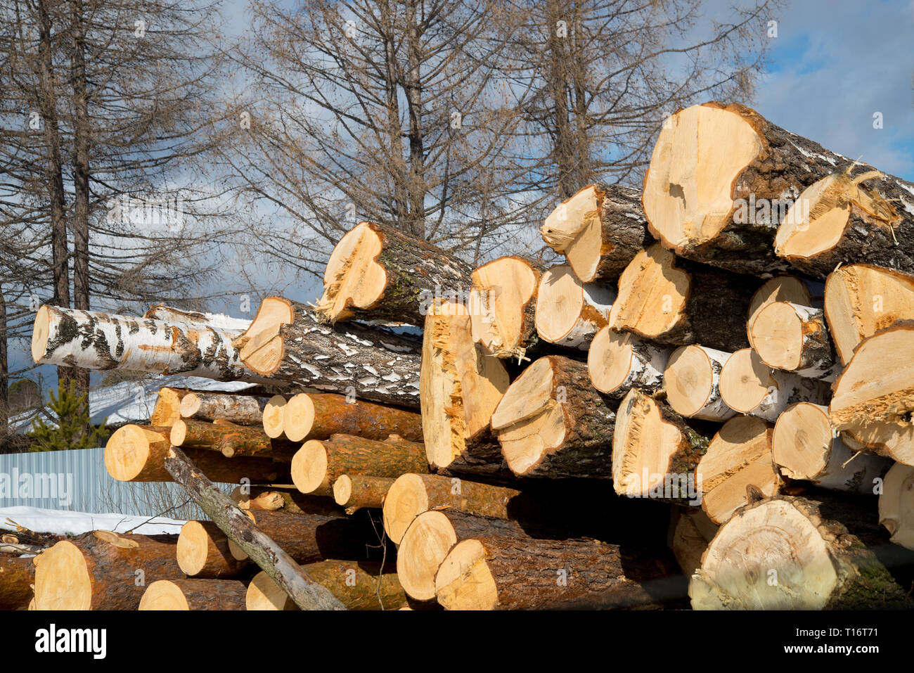 Stacked wooden logs, sawn logs. Natural material Stock Photo - Alamy