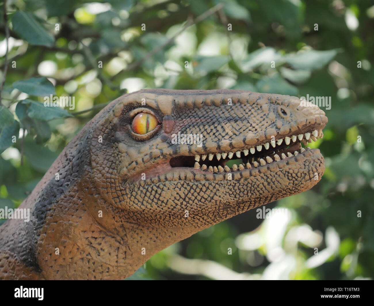 Coelurus High Resolution Stock Photography and Images - Alamy