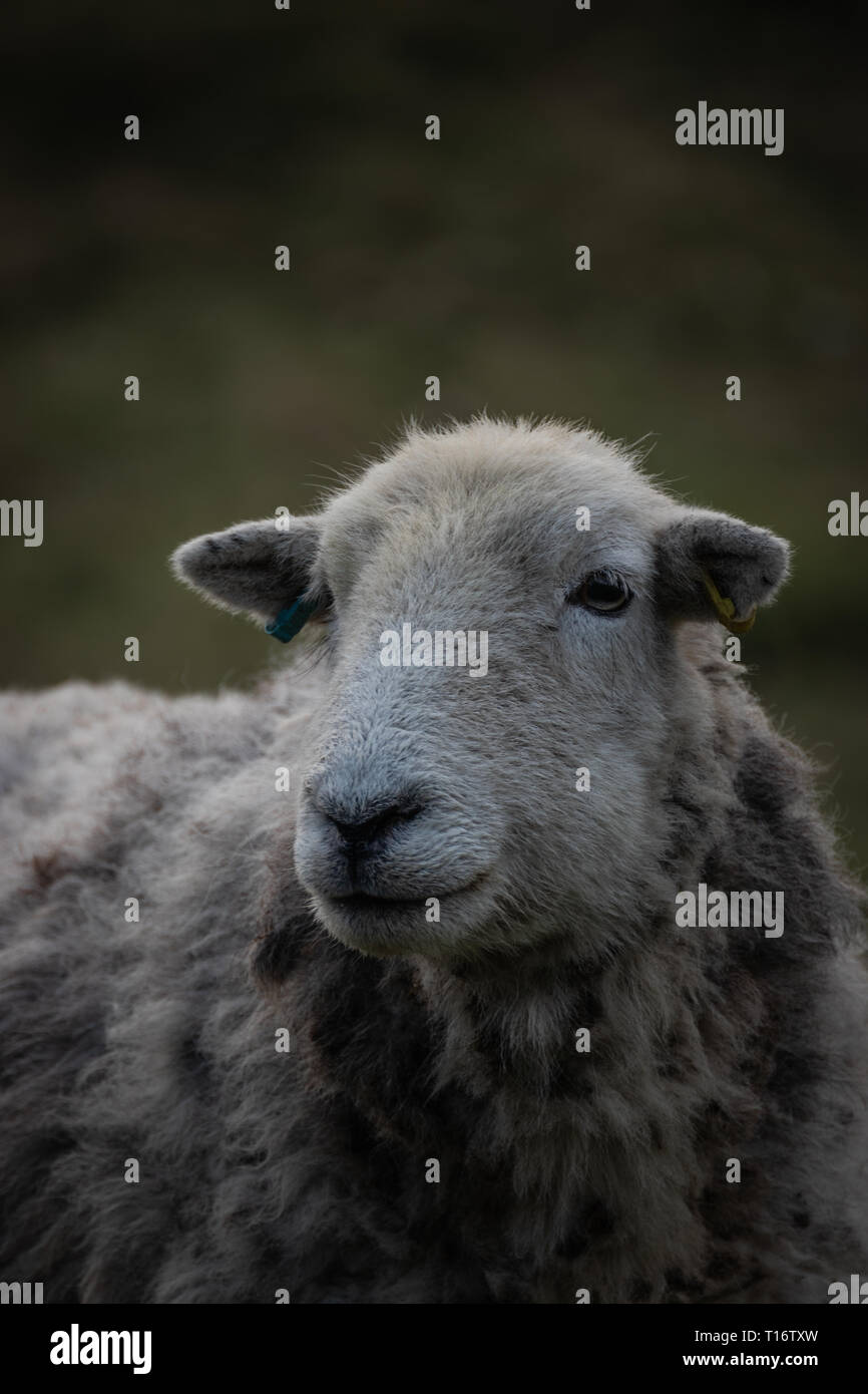 white sheep close up Stock Photo - Alamy