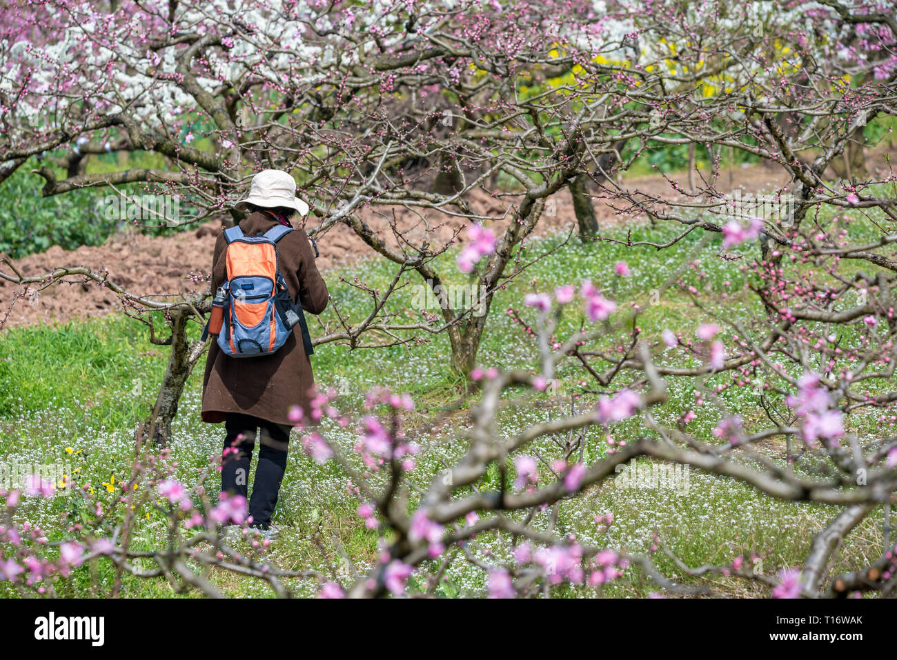 Chinese peach blossom hi-res stock photography and images - Alamy