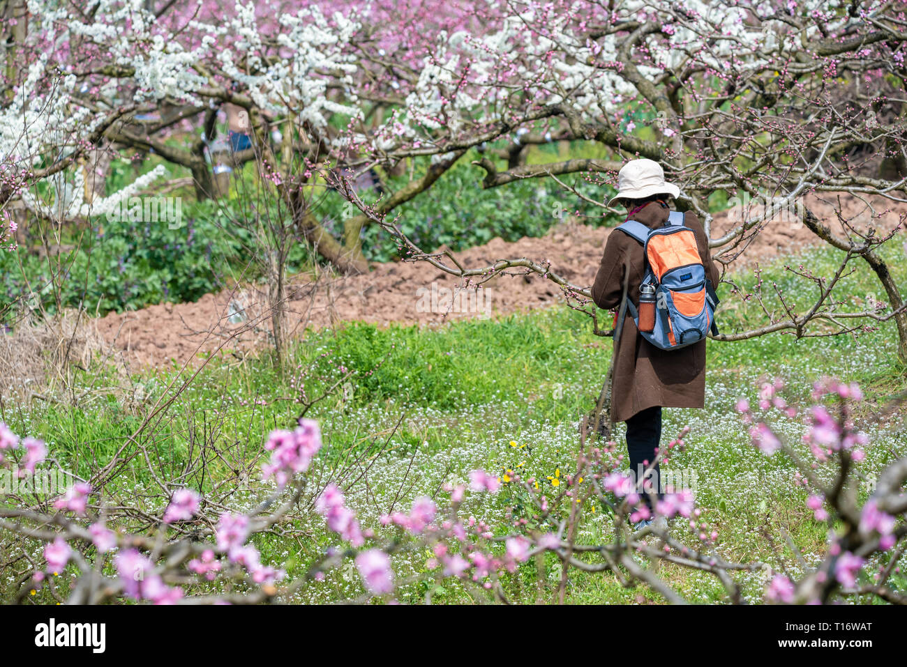 Chinese peach blossom hi-res stock photography and images - Alamy