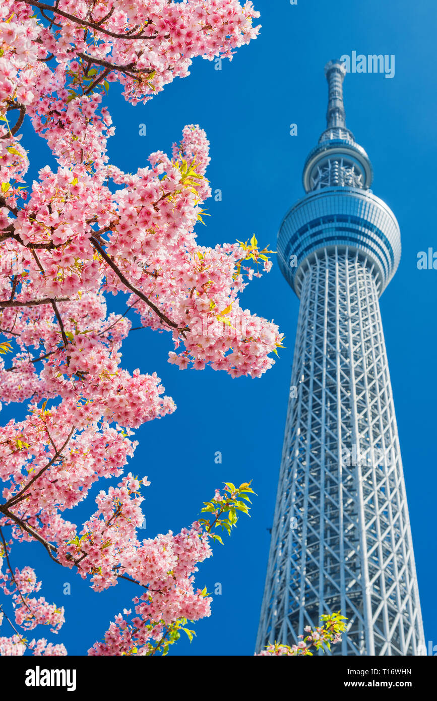 Spring in Tokyo. The famous Tokyo Skytree with cherry pink blossoms ...