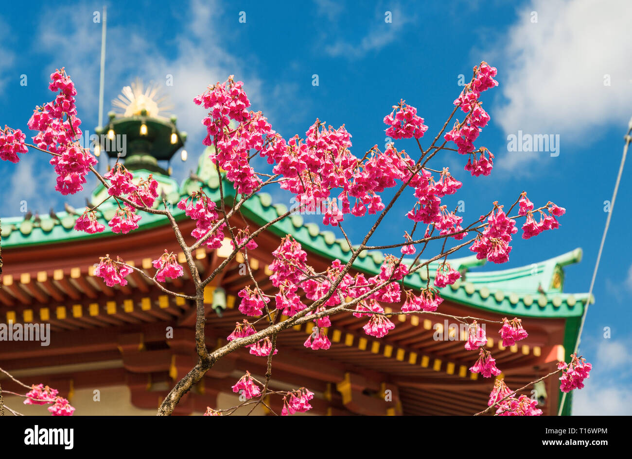 Spring in Ueno Park. Blooming cherry pink flowers in front of Benten ...