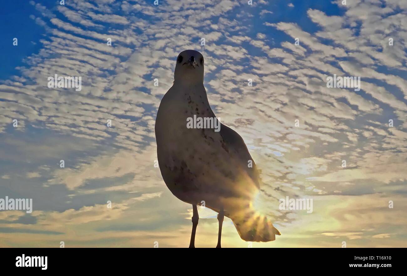 Seagull in front of colorful sky during sunrise Stock Photo - Alamy