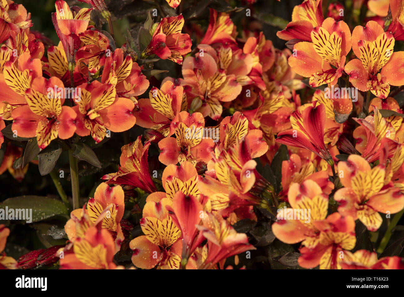 Alstroemeria Indian Summer with orange yellow flowers for planting with ...
