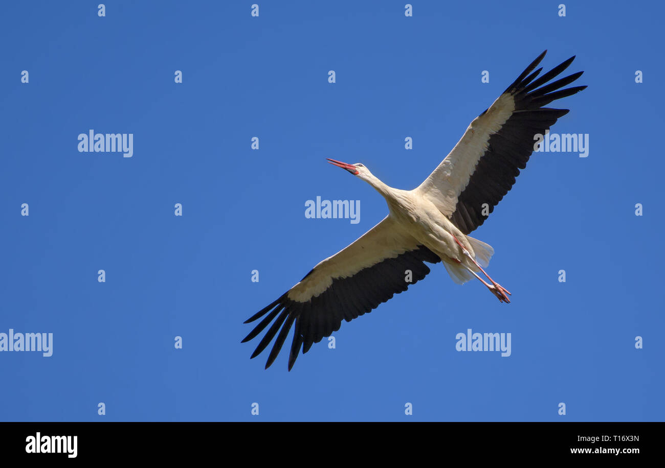 White stork soaring in the blue sky Stock Photo - Alamy