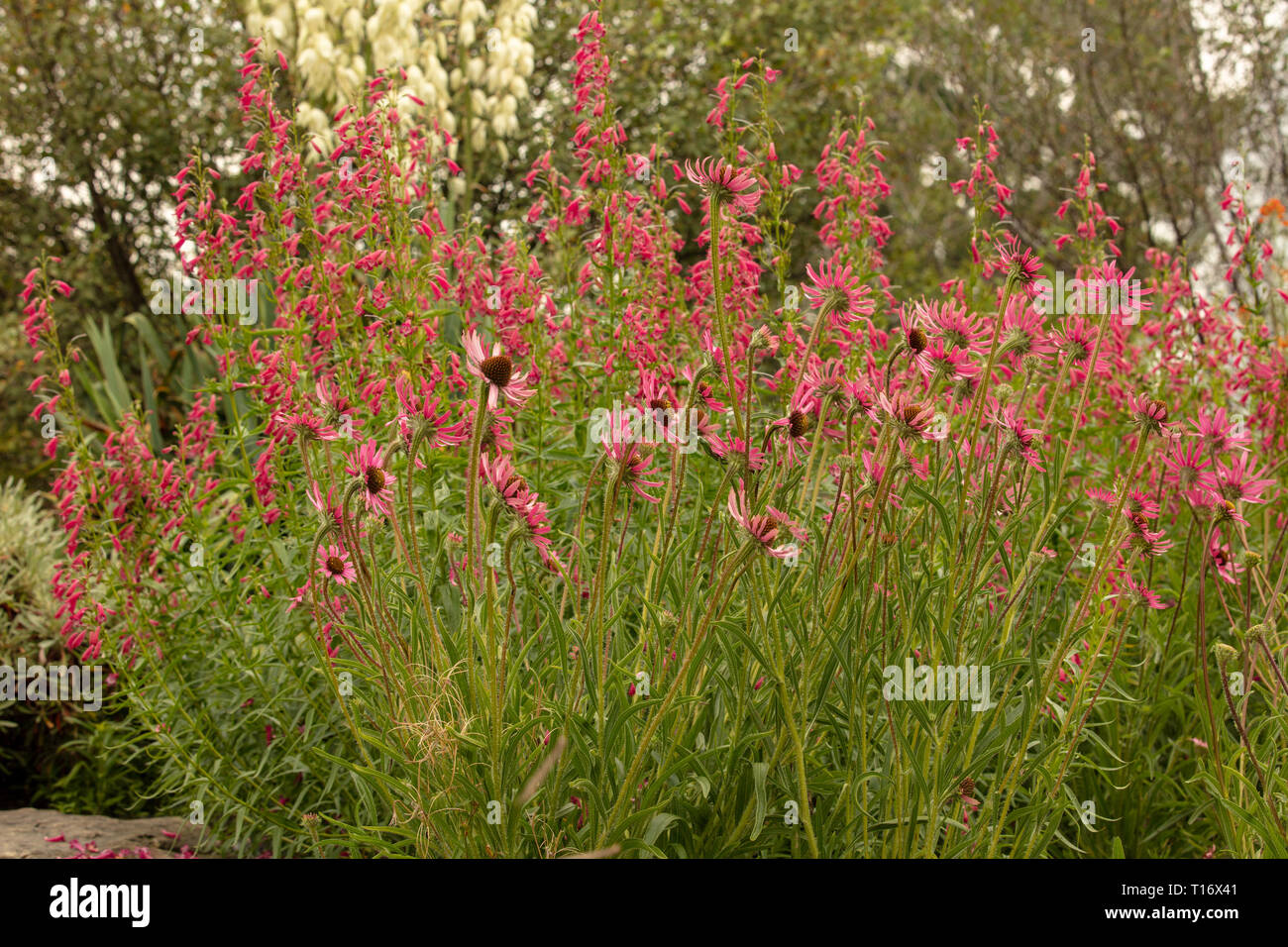 Echinacea tennesseensis is a native perennial coneflower with purple ...