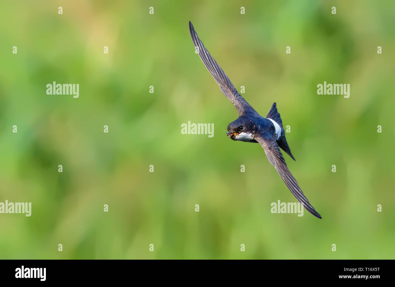 Common house martin hi-res stock photography and images - Alamy