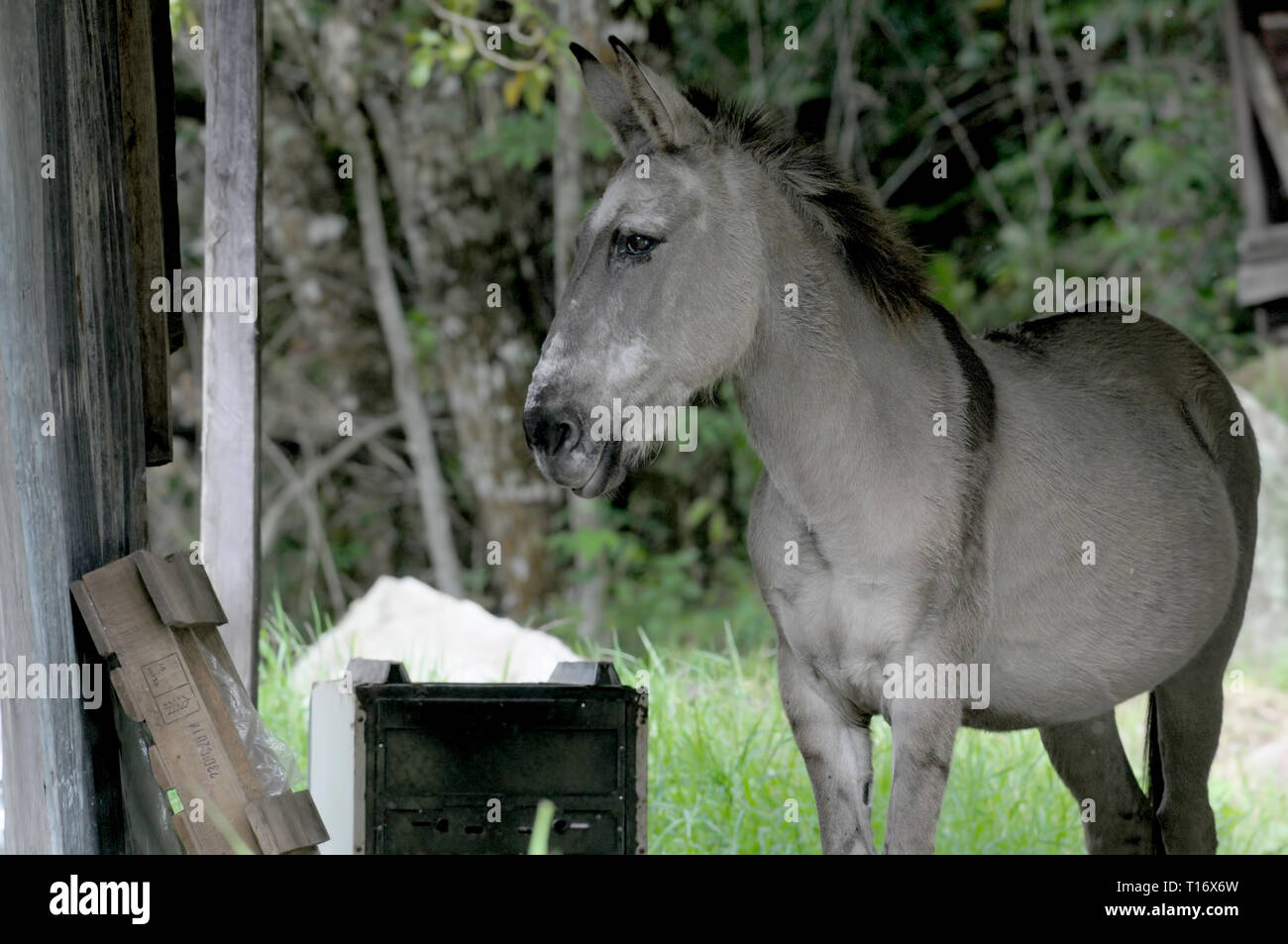 Donkey looking at you hi-res stock photography and images - Alamy