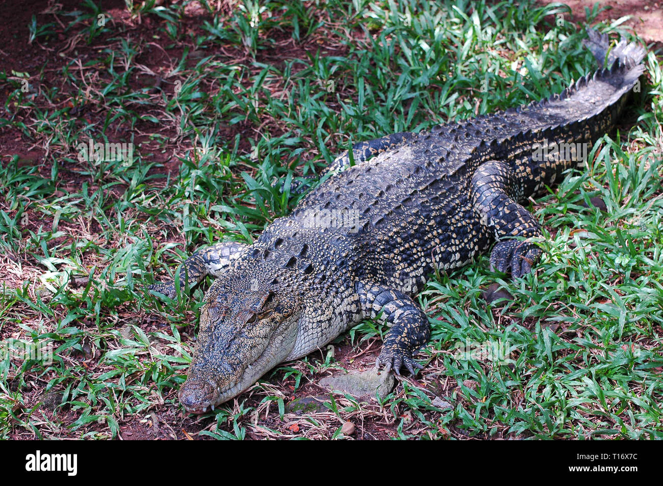 Real crocodiles hi-res stock photography and images - Alamy