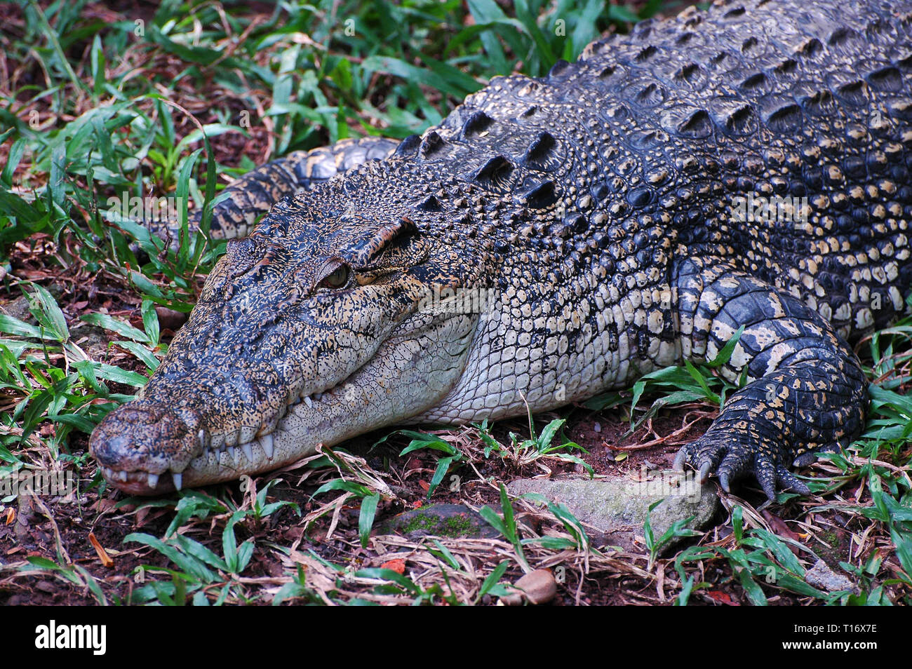 Family crocodiles hi-res stock photography and images - Alamy