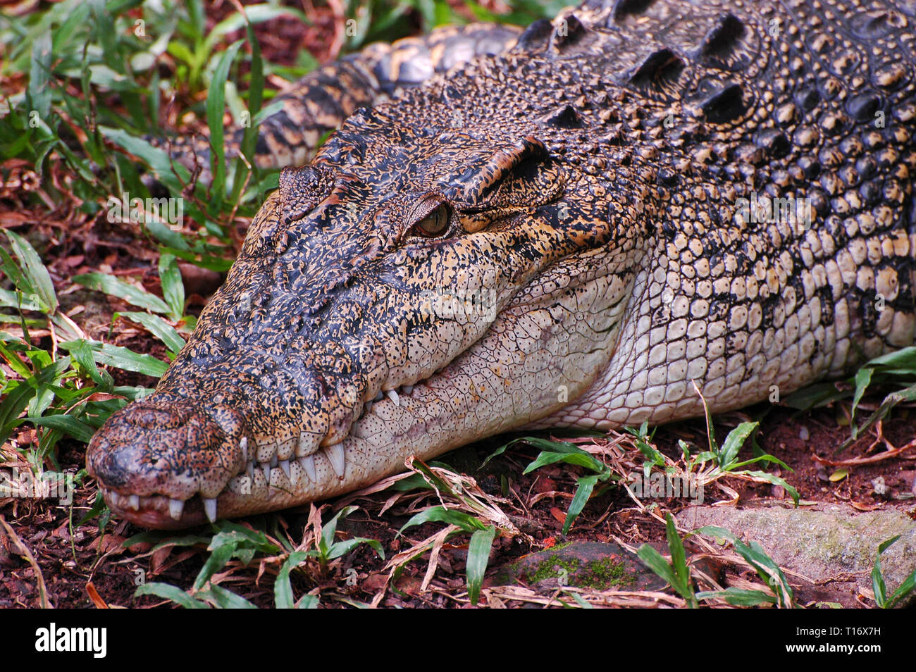 Real crocodiles hi-res stock photography and images - Alamy