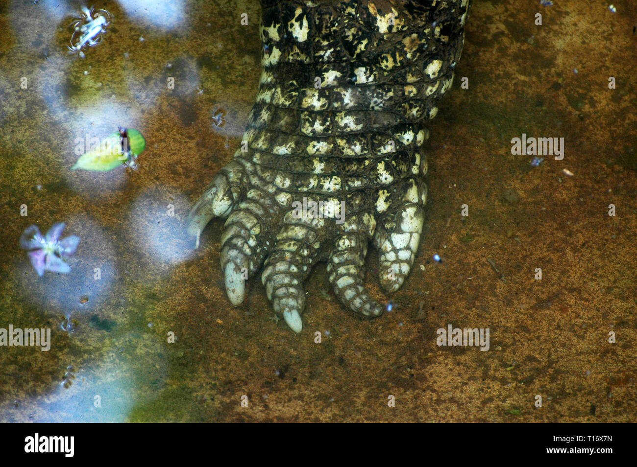 Crocodiles paw hi-res stock photography and images - Alamy
