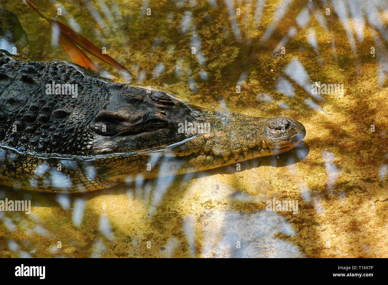 Real crocodiles hi-res stock photography and images - Alamy