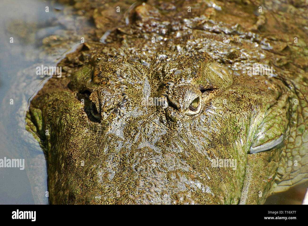 Real crocodiles hi-res stock photography and images - Alamy