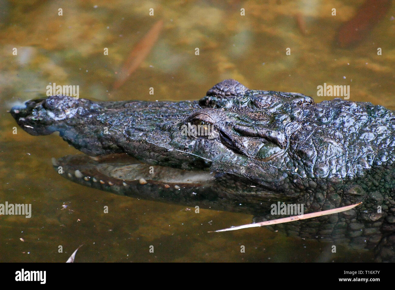 Real crocodiles hi-res stock photography and images - Alamy