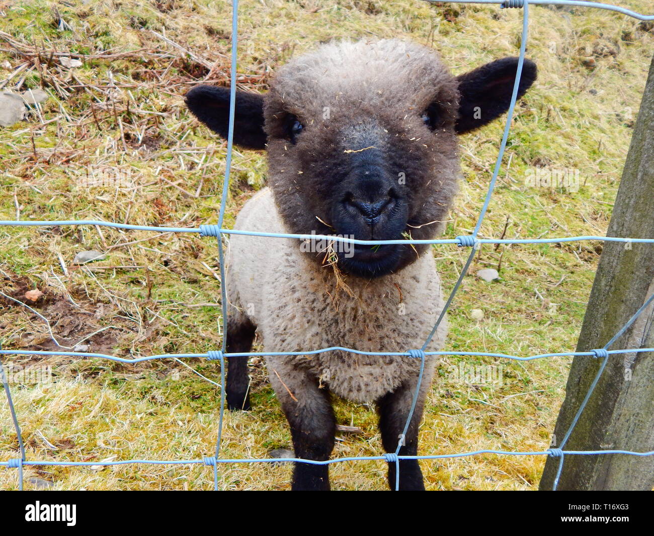 Wire fencing hi-res stock photography and images - Alamy