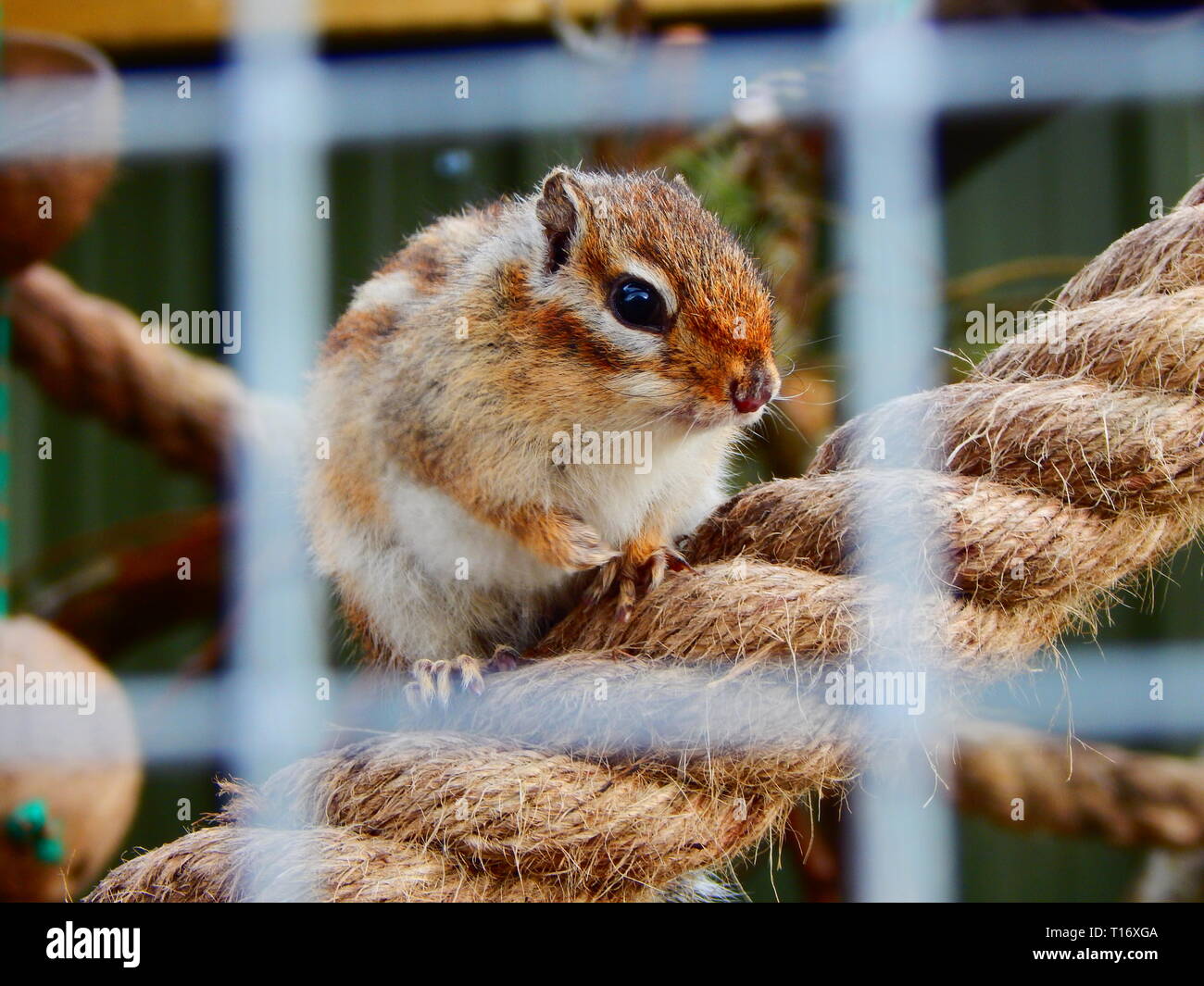 Chipmunk looking camera hi-res stock photography and images - Alamy