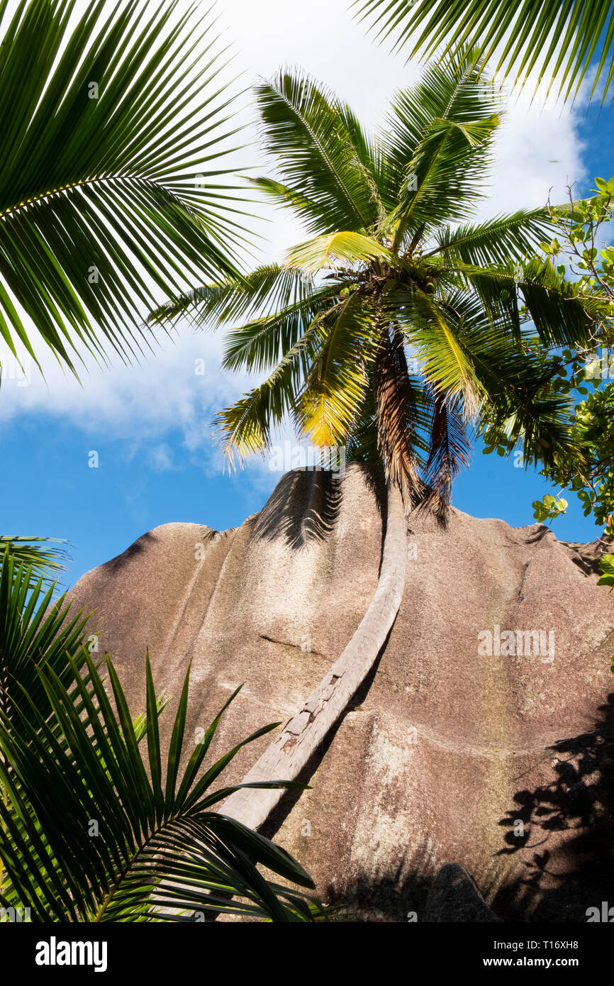 Curved palm hi-res stock photography and images - Alamy
