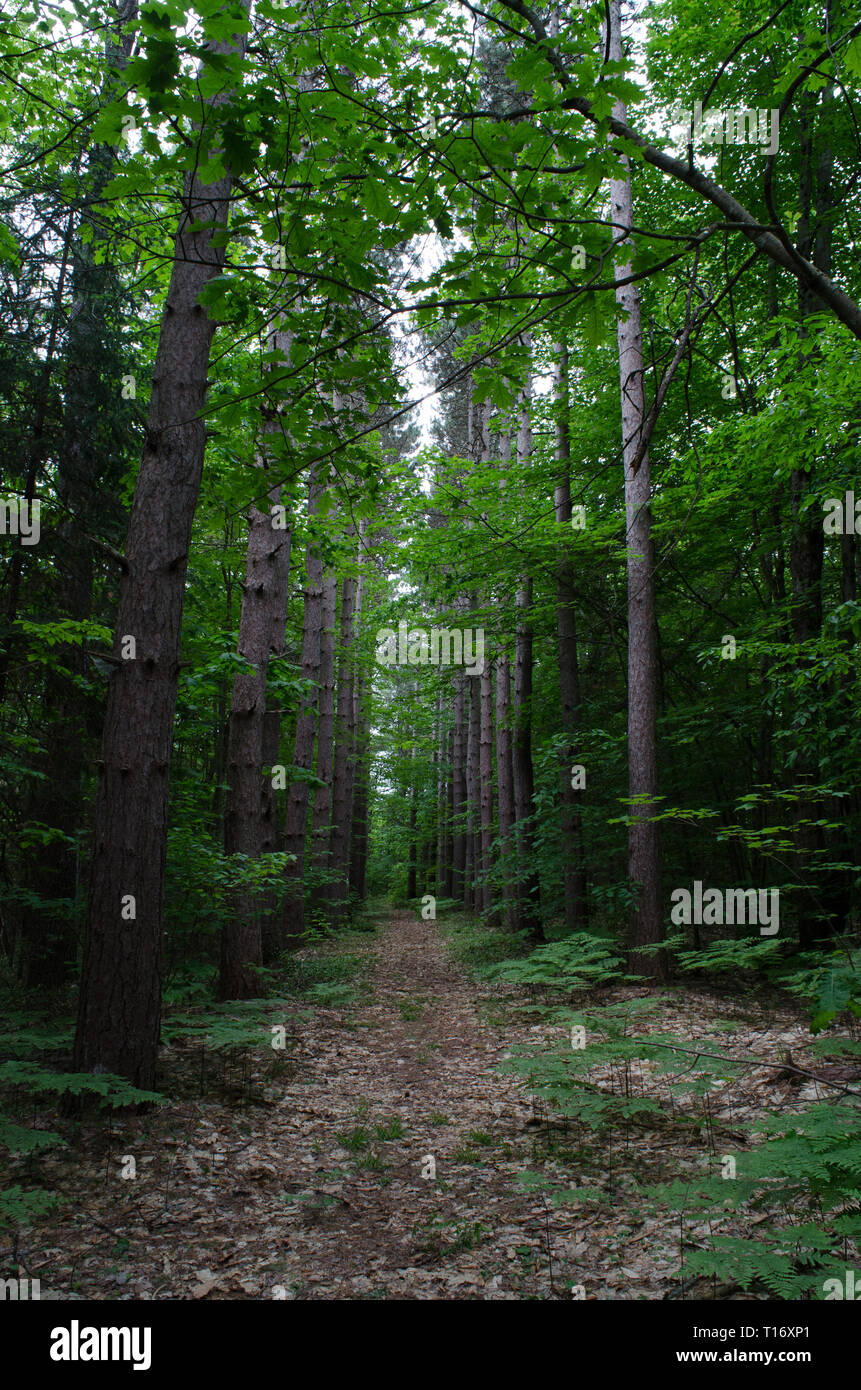 Forest path through deep woods Stock Photo - Alamy