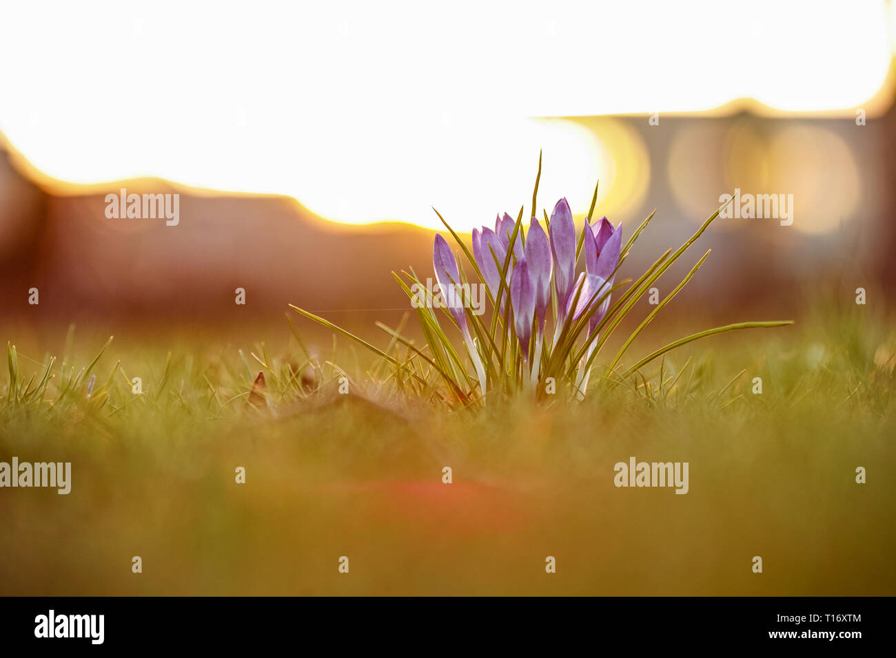 Dark purple crocus in the evening light Stock Photo - Alamy