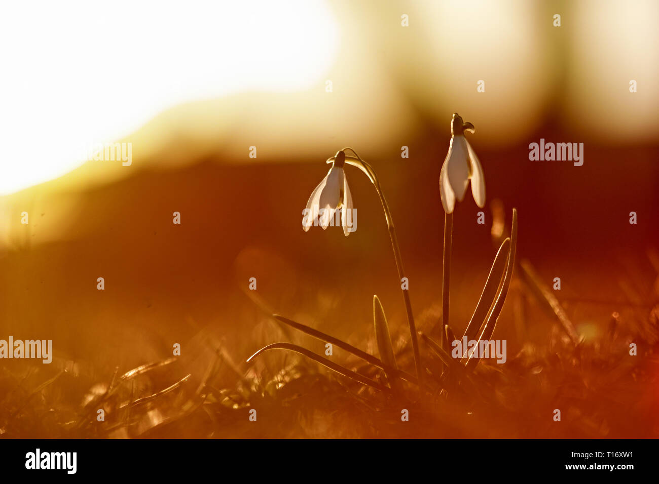 Wild snowdrops caught in the evening sun and backlit by the light Stock ...