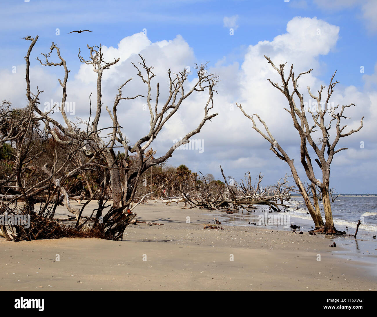 Botany bay plantation heritage preserve hi-res stock photography and ...
