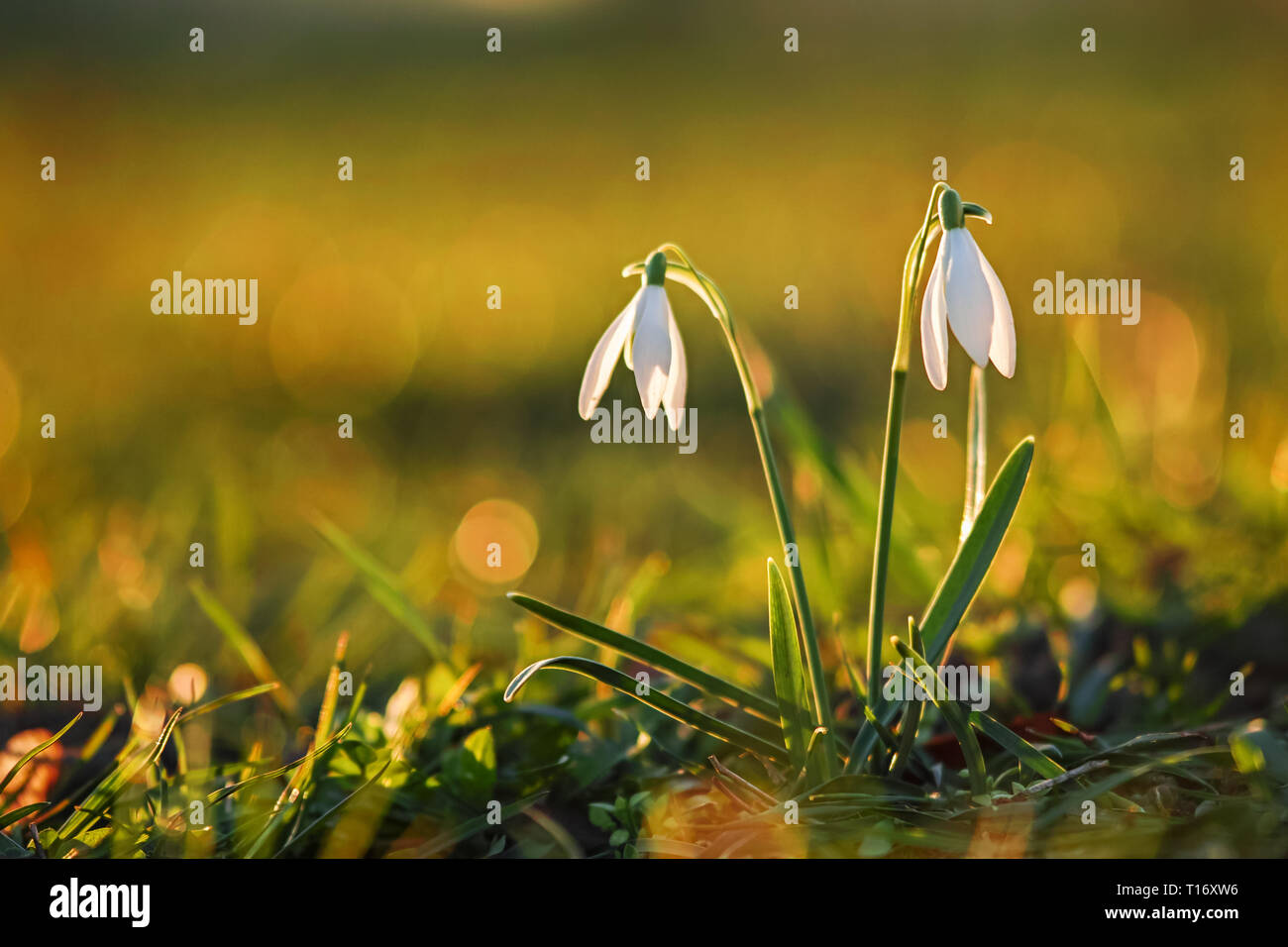 Snowdrops in golden light hi-res stock photography and images - Alamy