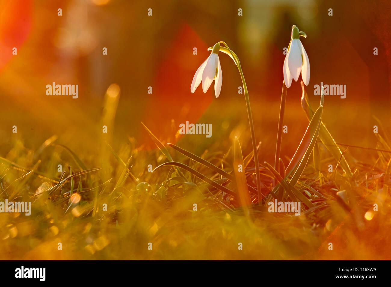 Snowdrops in golden light hi-res stock photography and images - Alamy