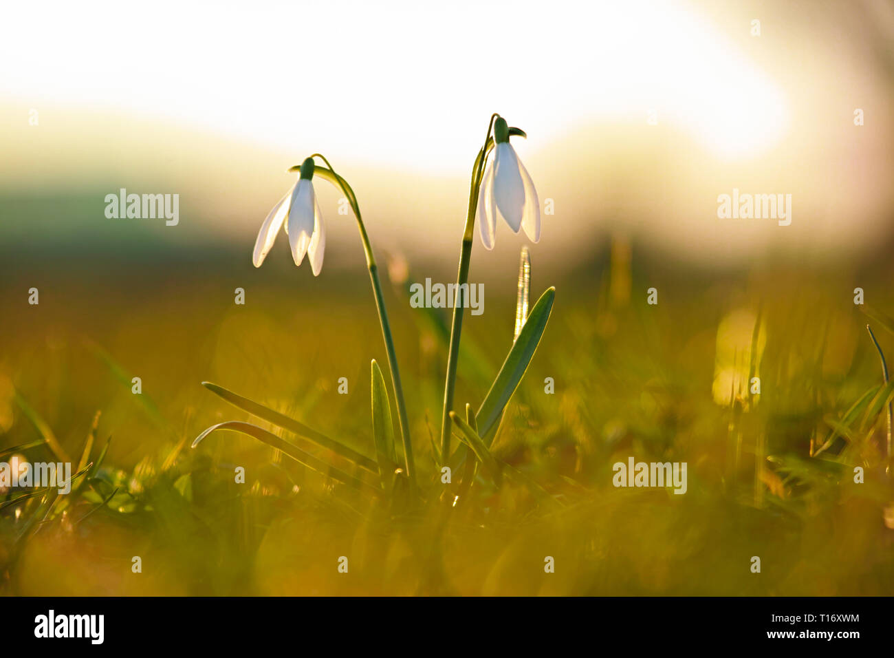 Snowdrops in golden light hi-res stock photography and images - Alamy